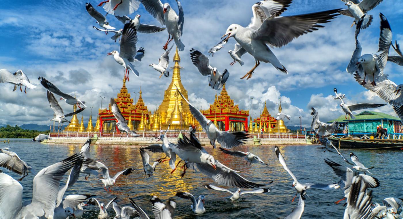 Rarely seen Burmese peacock turtles thriving in ASEAN Heritage Park ...